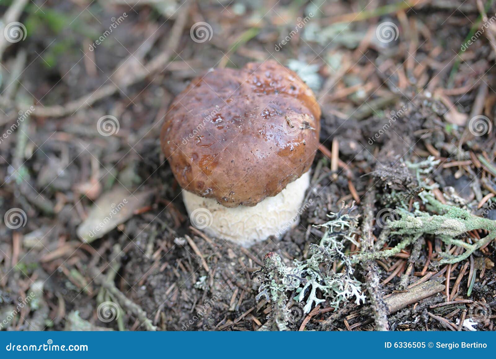 Brown mushroom stock image. Image of fleshy, spore, fungus - 6336505