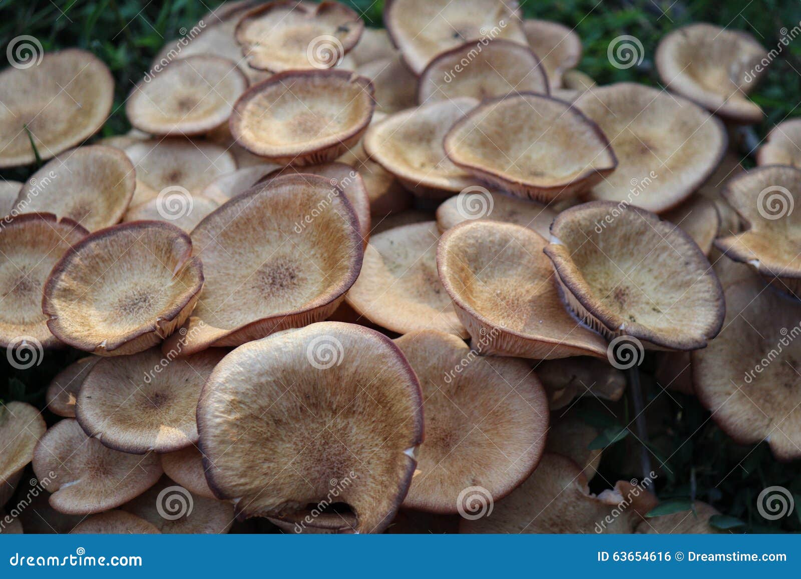 Brown mushroom clump stock photo. Image of frilly, brown - 63654616