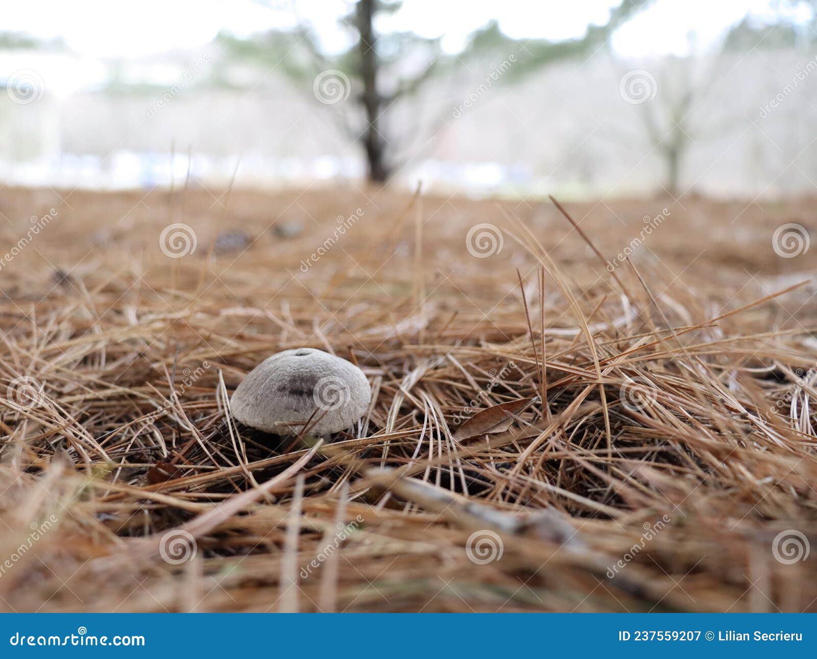 Mushroom Growing Thru Pine Tree Spikes on the Ground Stock Image ...
