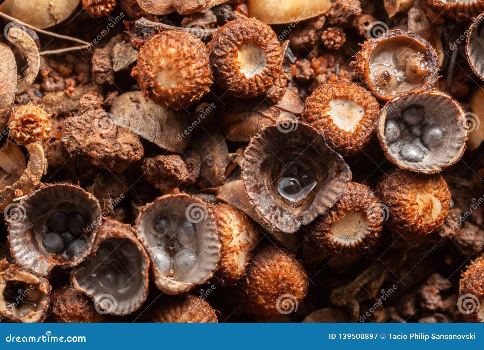 Brown Mushroom Pattern Abstract Background Texture Stock Image - Image ...