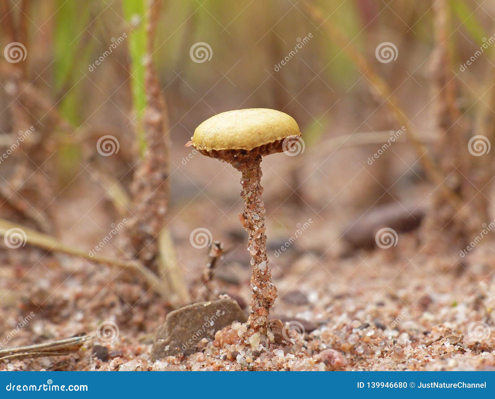 Brown Mushroom on Red Sand 3 Stock Photo - Image of closeup, brown ...