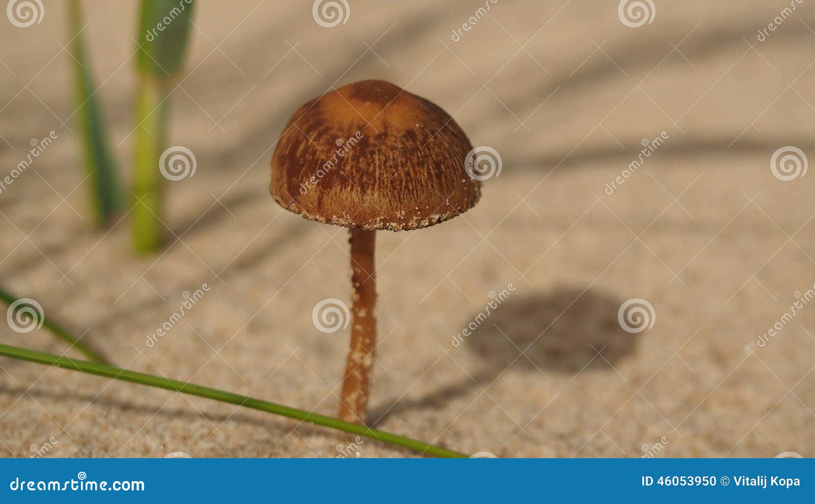 Fungus stock photo. Image of sands, sand, vegetation - 46053950