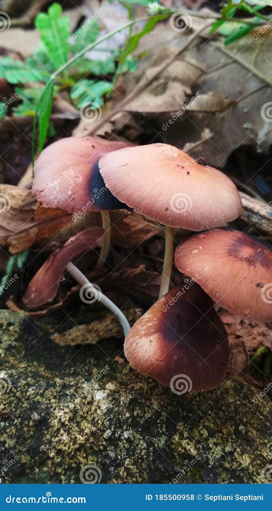 Brown mushroom in the yard stock photo. Image of mushroom - 185500958