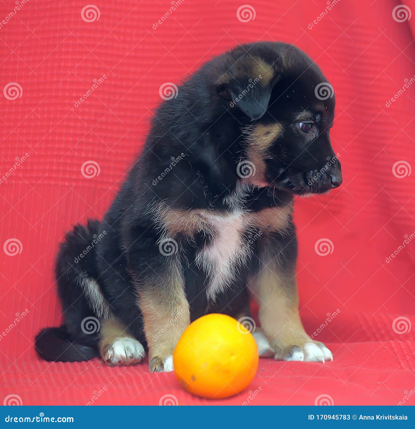 Brown Mutt Puppy with Orange on a Red Stock Image - Image of mutt ...