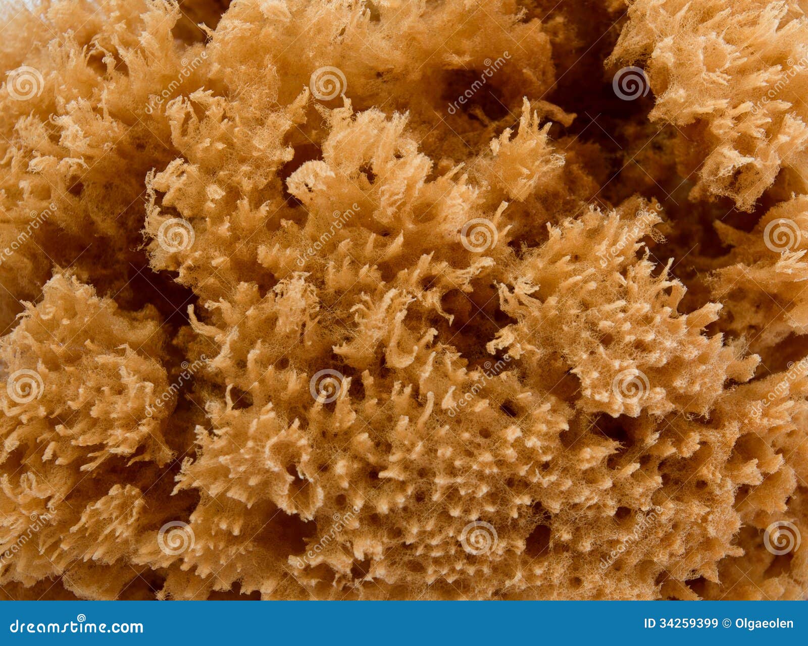 Brown Natural Sponge Close Up Stock Image - Image of concepts, texture ...
