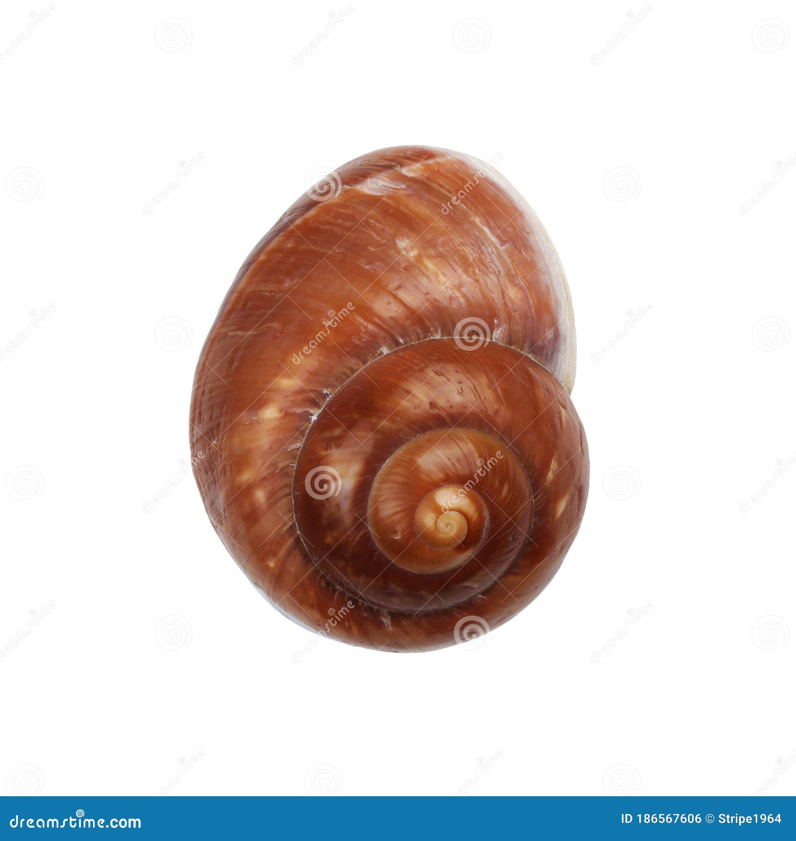 Brown Nautica Spiral Shell on White with Clipping Path Stock Photo ...
