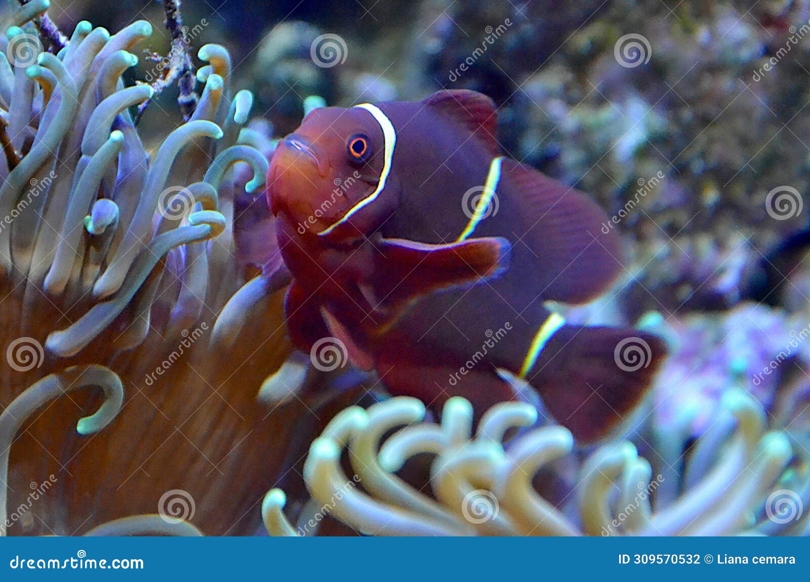 Brown Nemo Fish Playing on the Coral Reef Stock Photo - Image of fish ...
