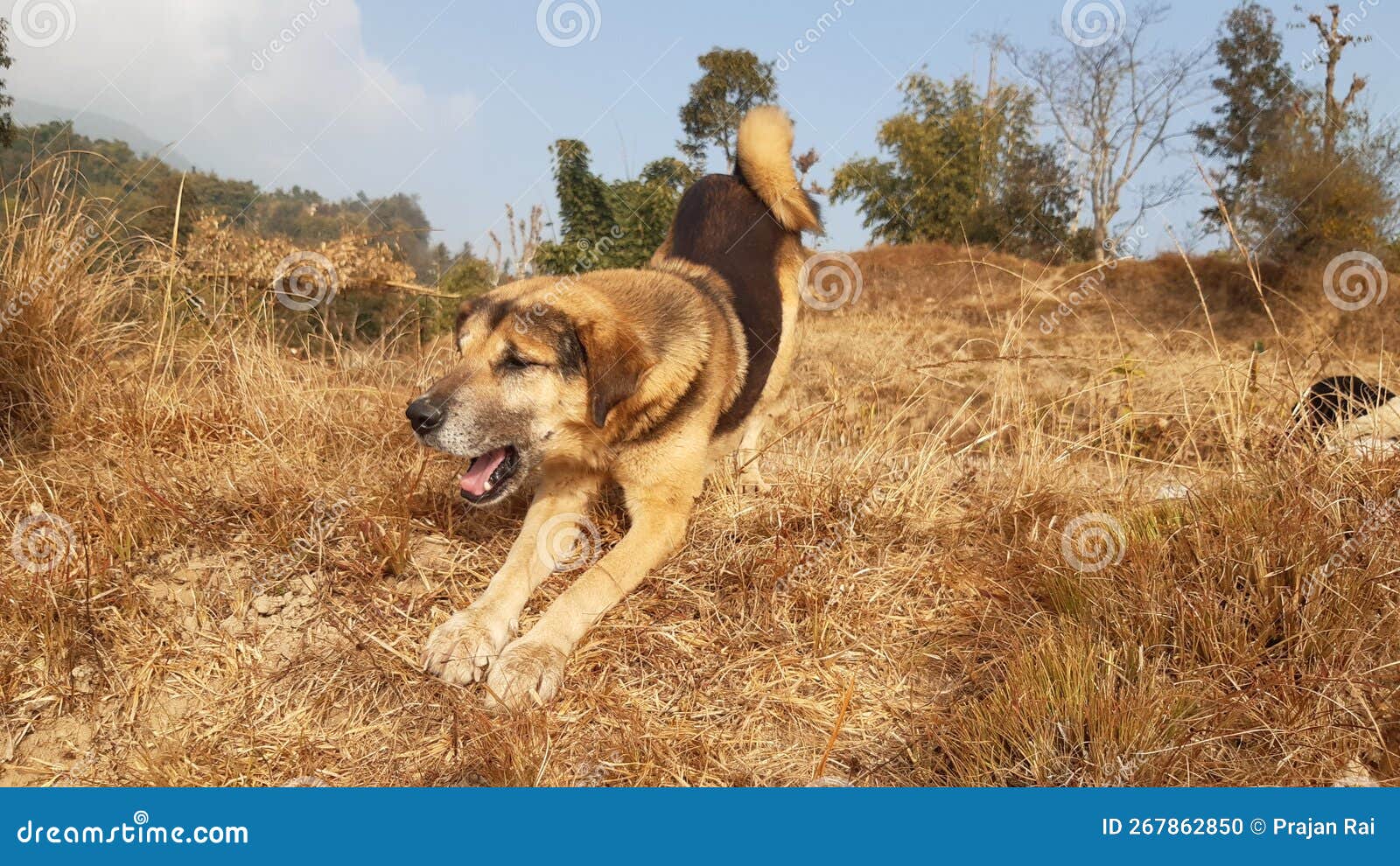 A Brown Nepali Dog stock photo. Image of brown, puppy - 267862850