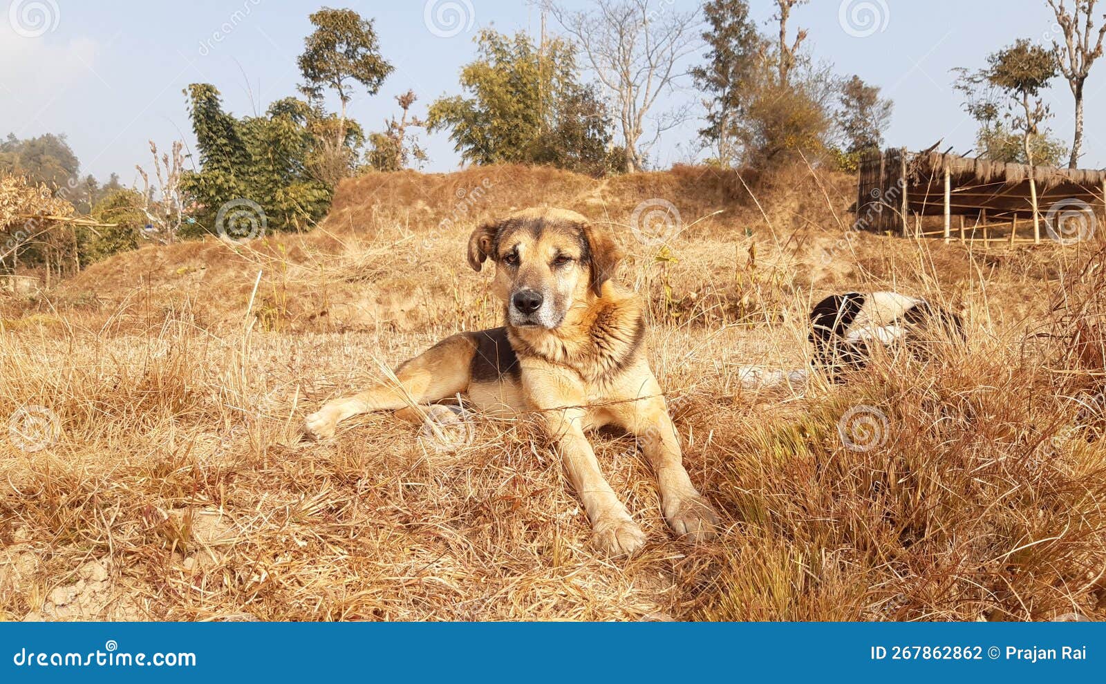 A brown Nepali Dog stock photo. Image of brown, mammal - 267862862