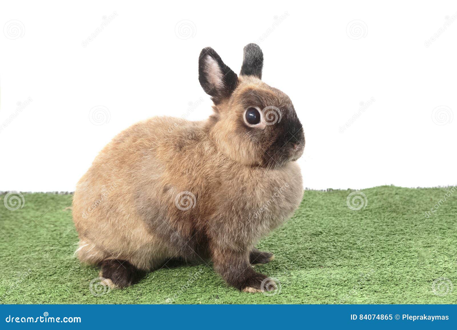 Brown Netherlands Dwarf Rabbit,brown ND Rabbit Stock Image - Image of ...