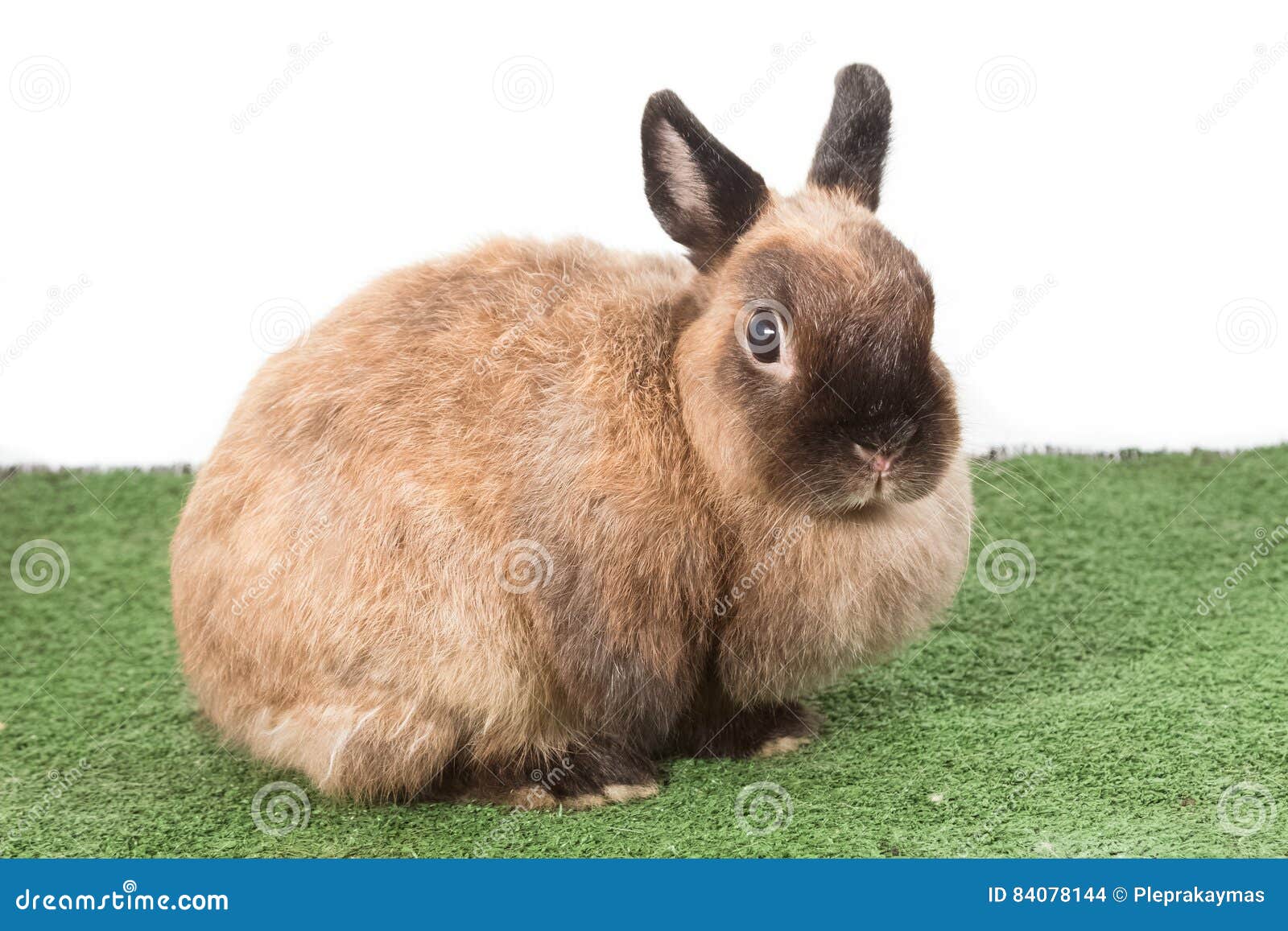 Nd Rabbit Photos - Free & Royalty-Free Stock Photos from Dreamstime
