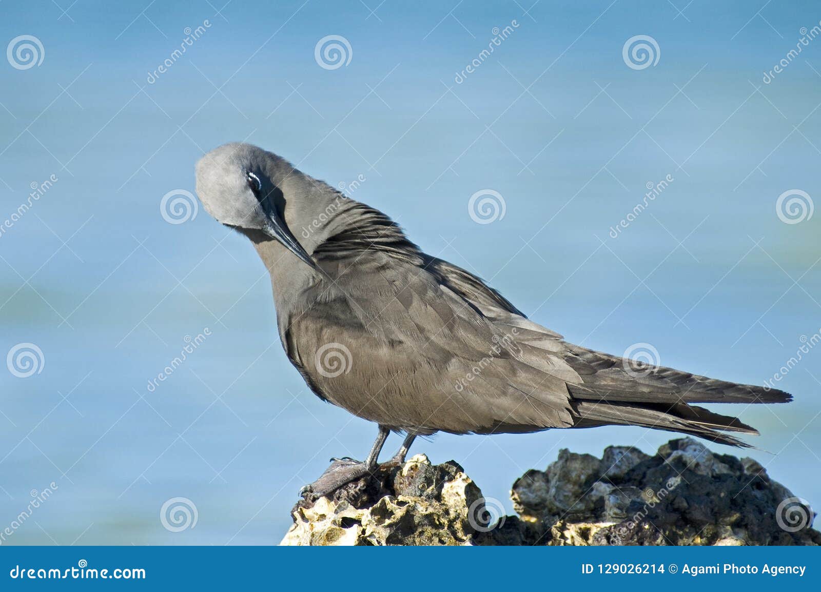 Brown Noddy, Noddy, Anous Stolidus Stock Photo - Image of anous ...