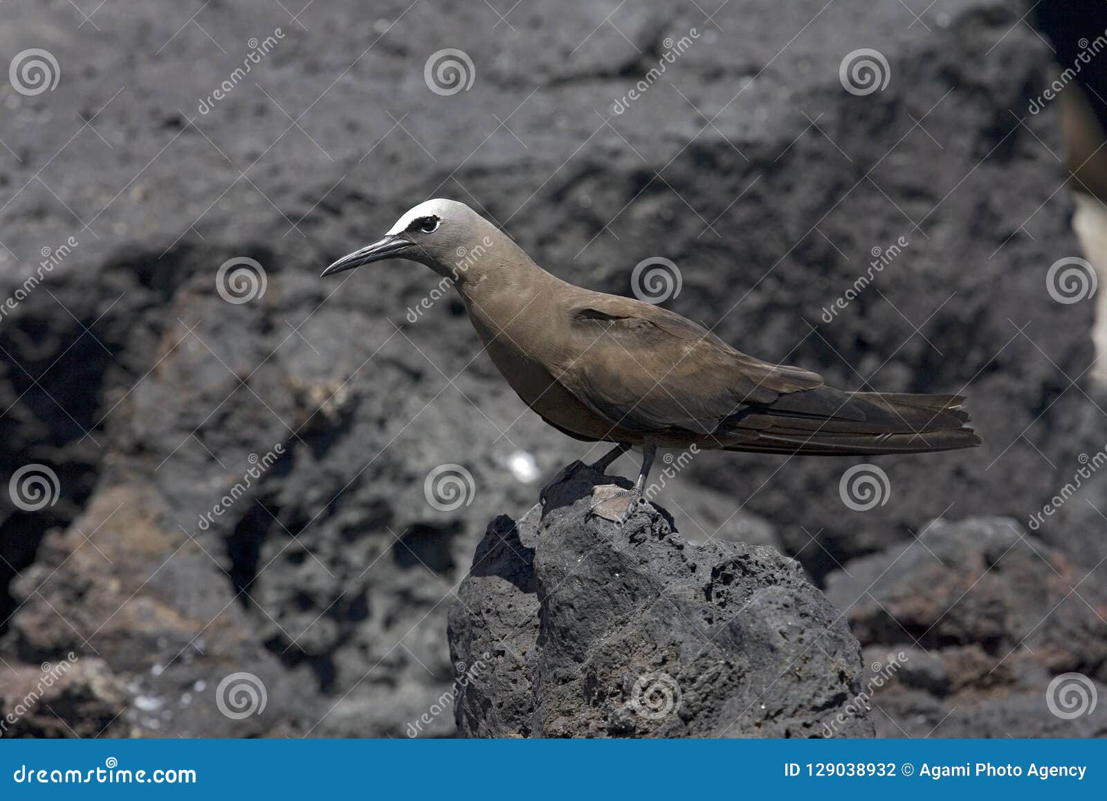 Brown Noddy, Noddy, Anous Stolidus Stock Photo - Image of bird, brown ...