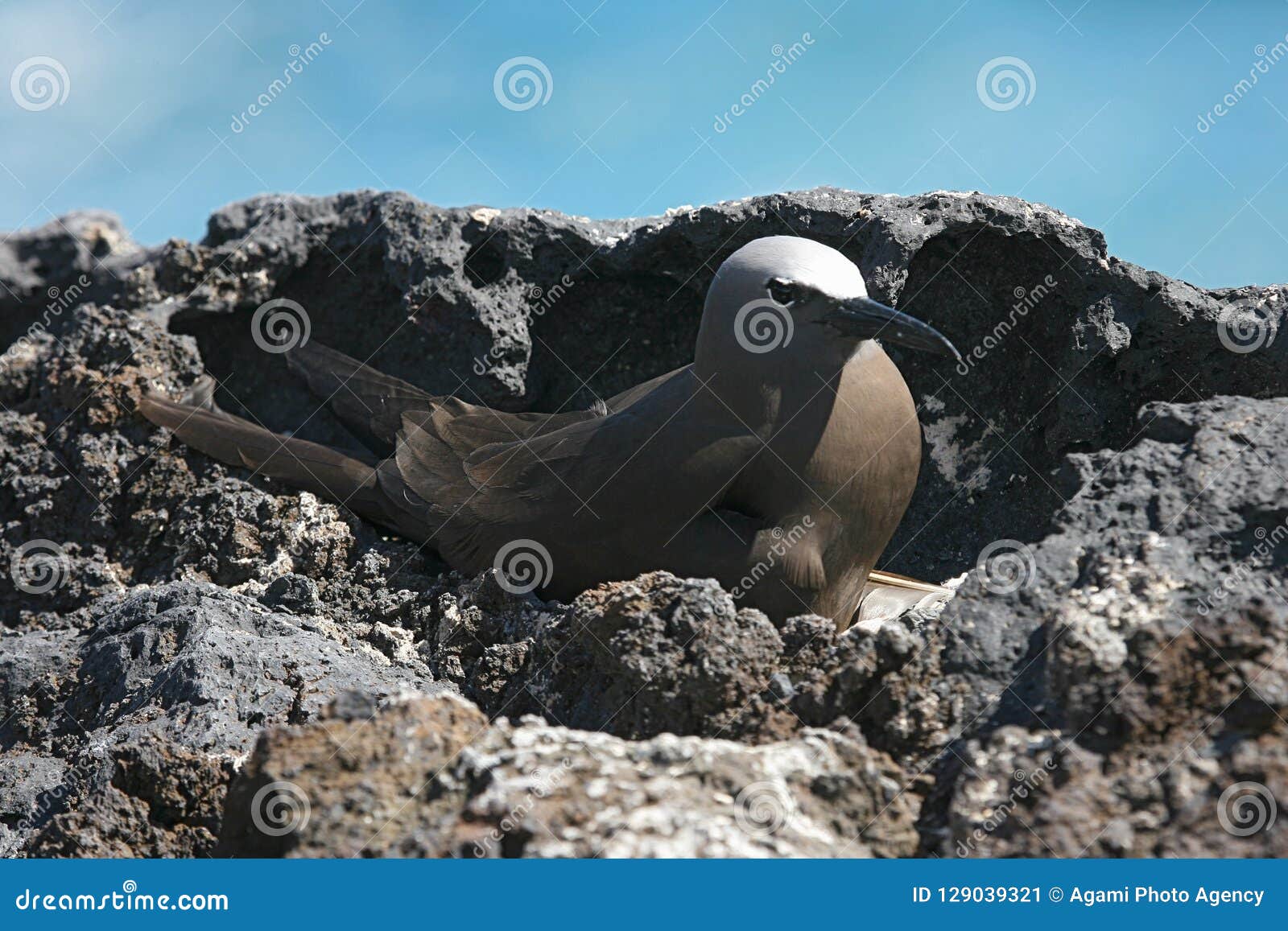 Brown Noddy, Noddy, Anous Stolidus Stock Image - Image of stolidus ...