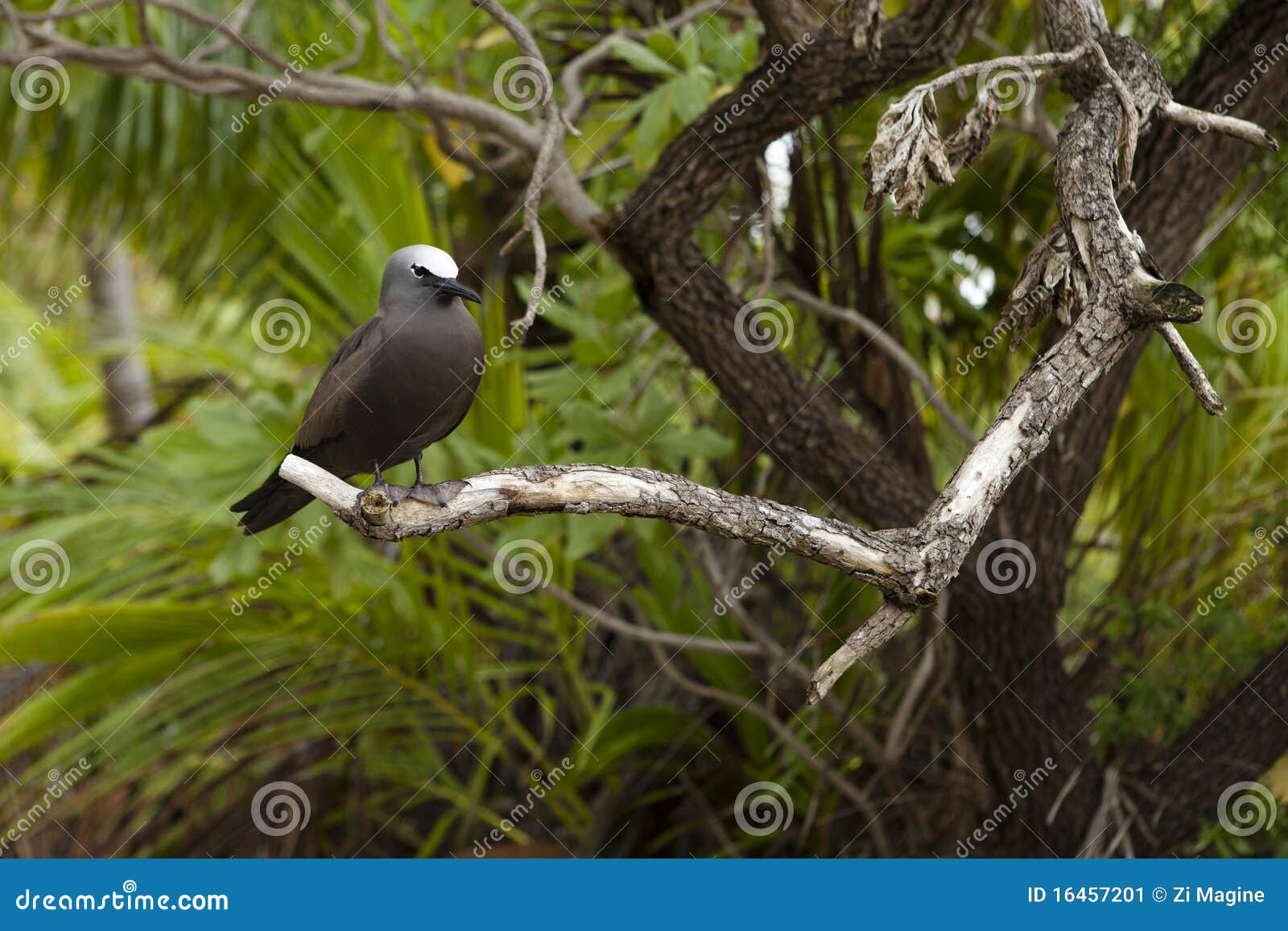 Brown Noddy Anous Stolidus stock image. Image of bird - 16457201