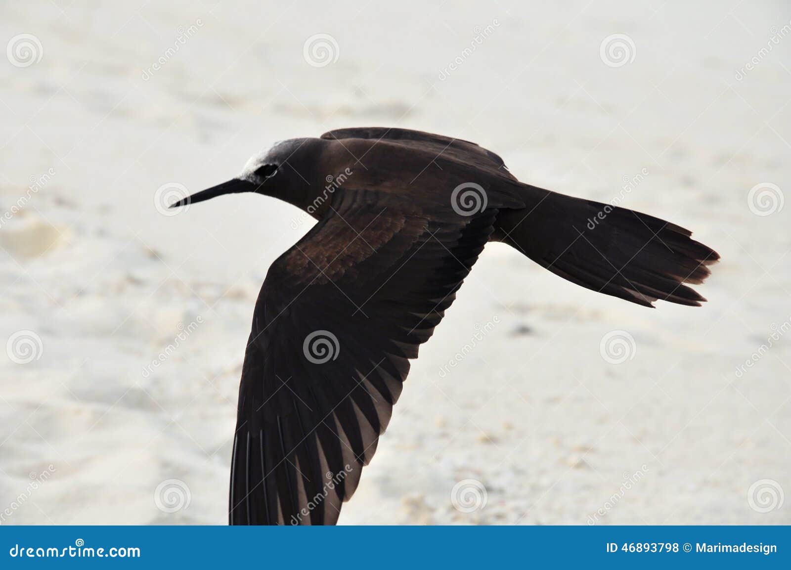 Brown Noddy Or Common Noddy Anous Stolidus, Tagus Cove, Isabela Island ...