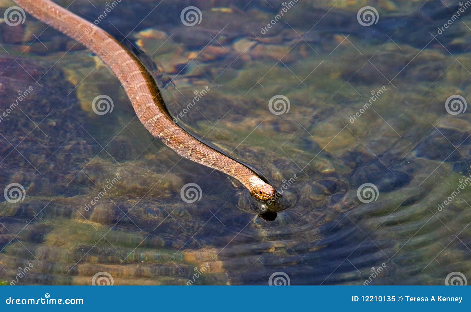 Brown Northern Water Snake stock image. Image of north - 12210135