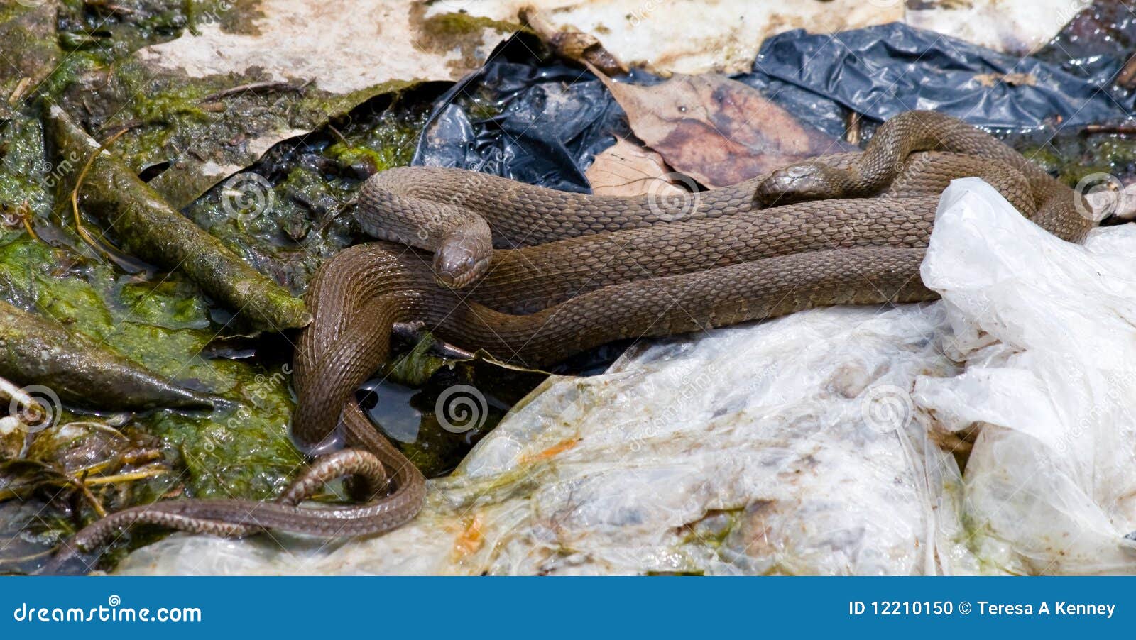 Northern Water Snake Stock Photo | CartoonDealer.com #71945472