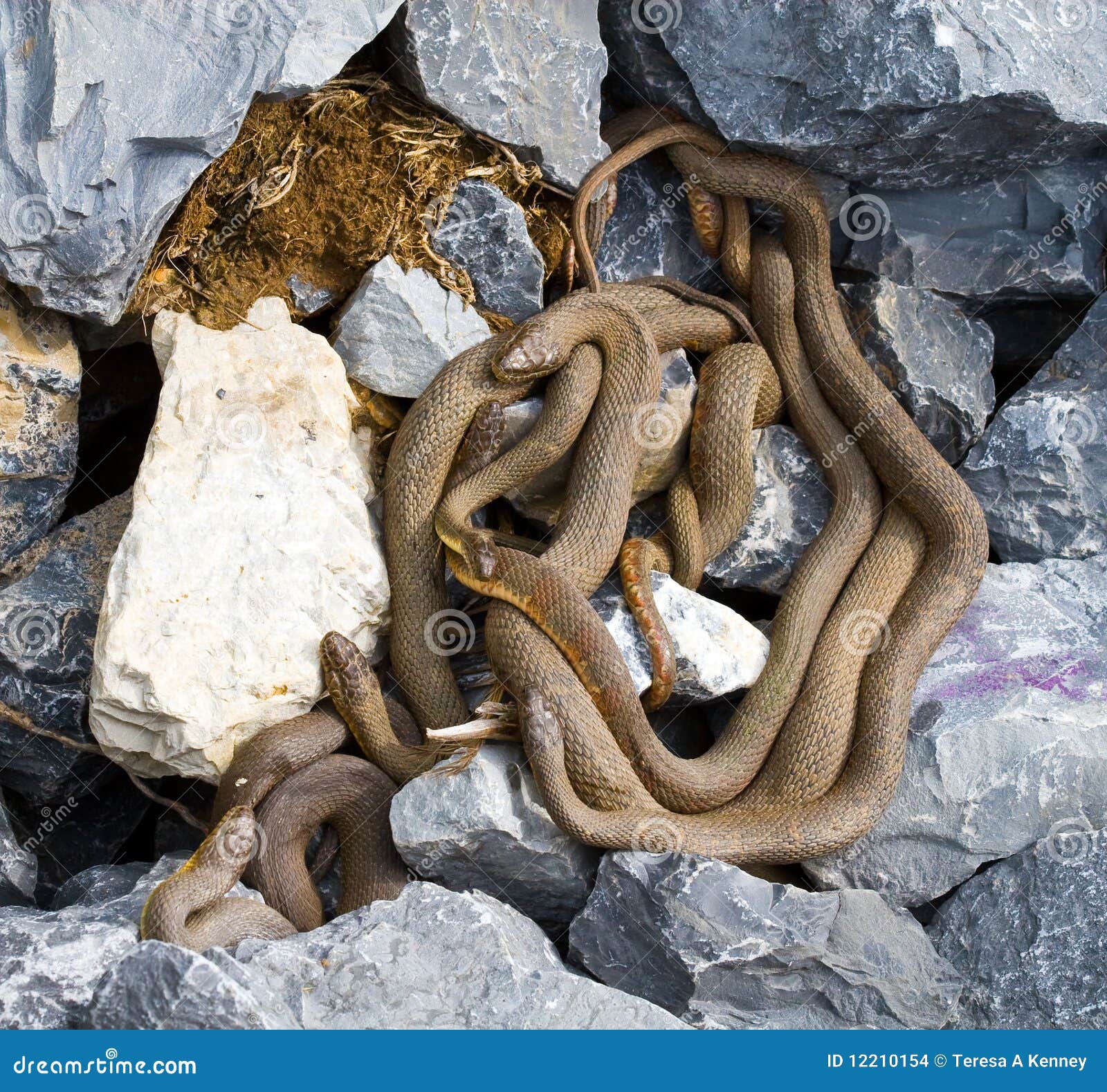 Brown Northern Water Snake stock photo. Image of north - 12210154