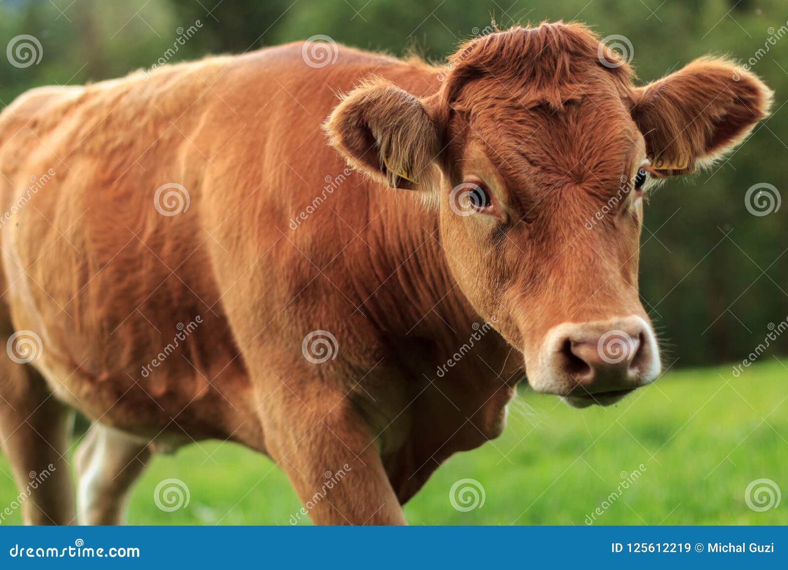 Norwegian Cow on Pasture in South Norway. Stock Image - Image of grass ...