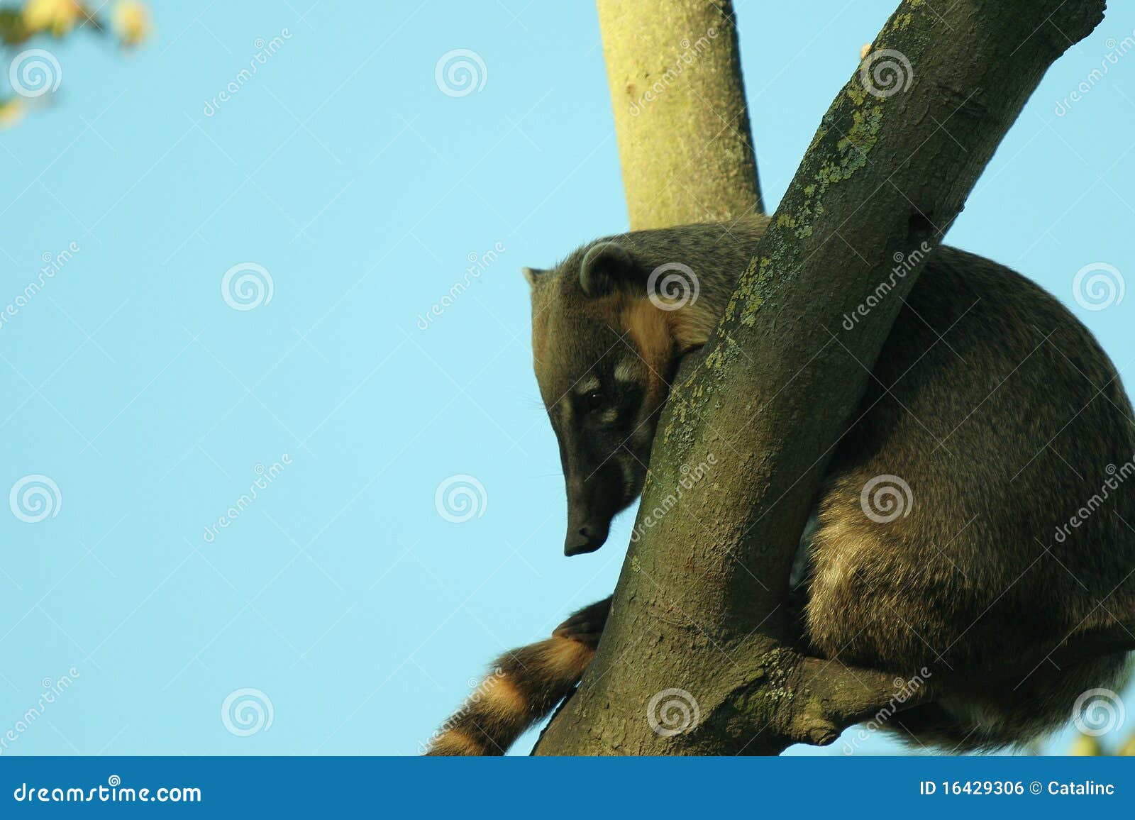 Brown nosed coati stock photo. Image of animal, dejected - 16429306