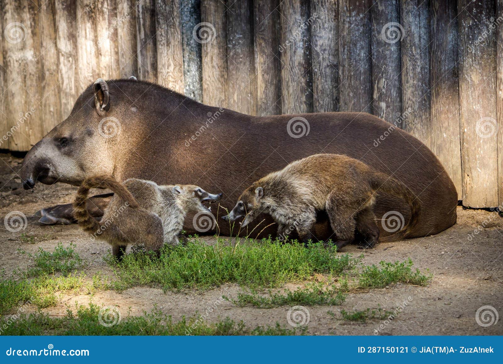 Brown-nosed Coati Portrait in Nature Stock Image - Image of cute, wild ...