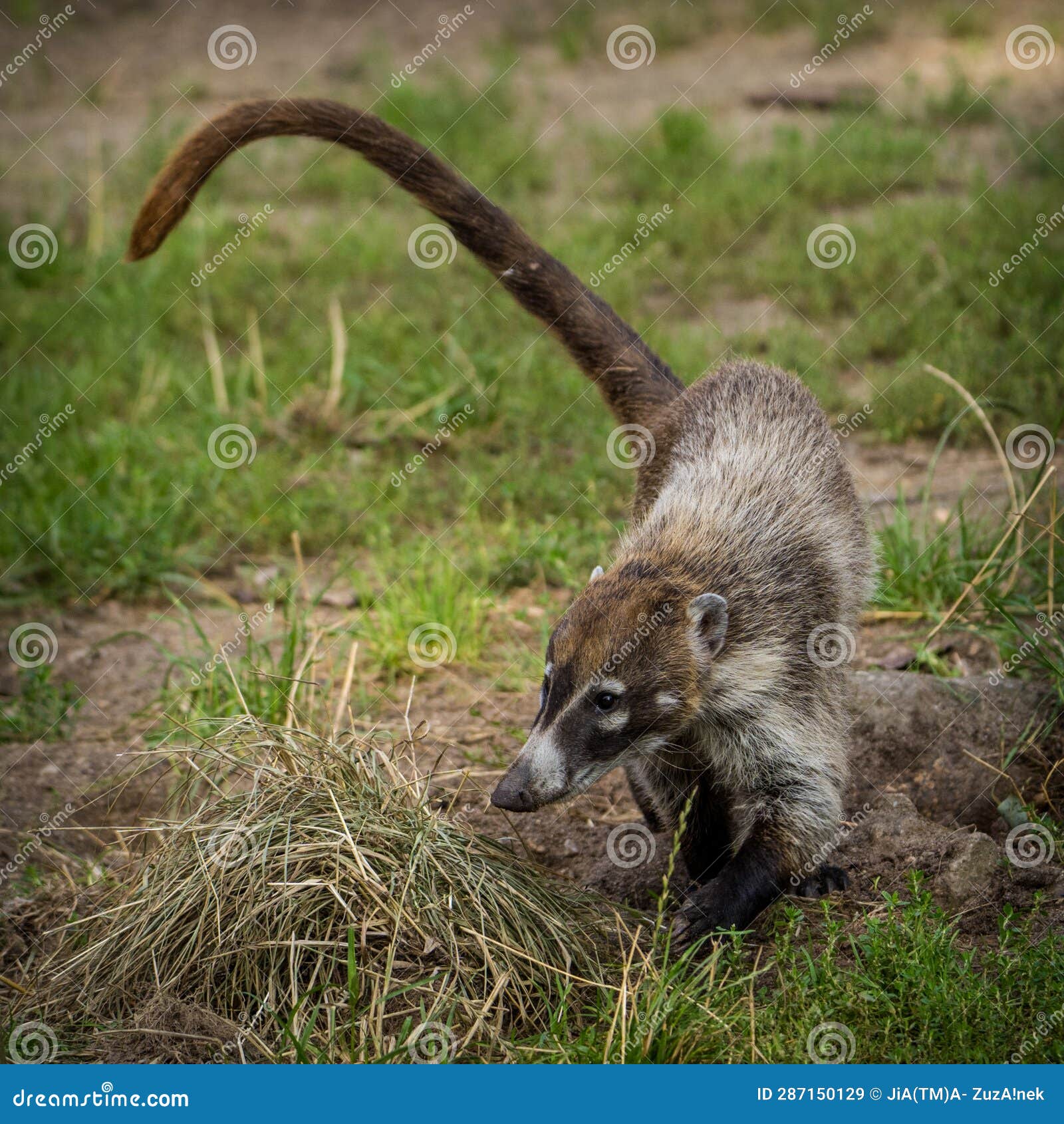 Brown-nosed Coati Portrait in Nature Stock Image - Image of tail ...