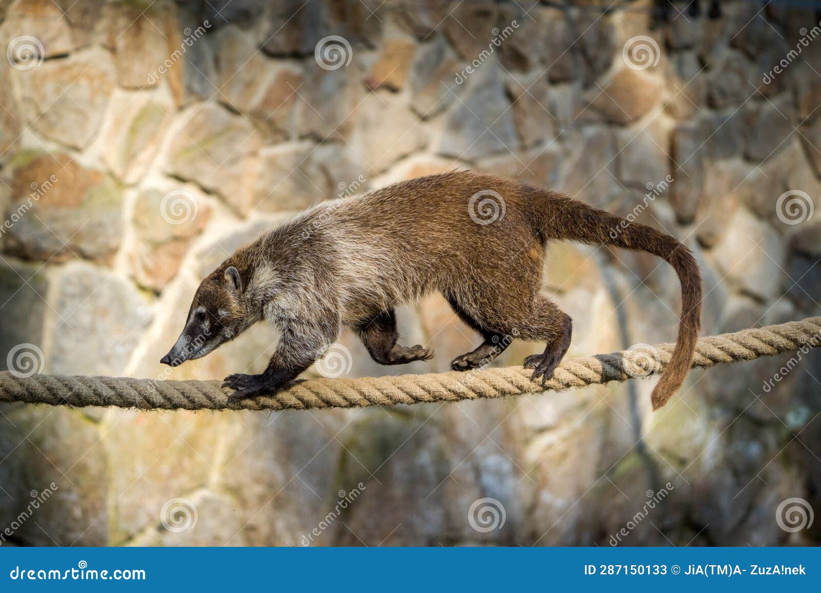 Brown-nosed Coati Portrait in Nature Stock Image - Image of mammal ...