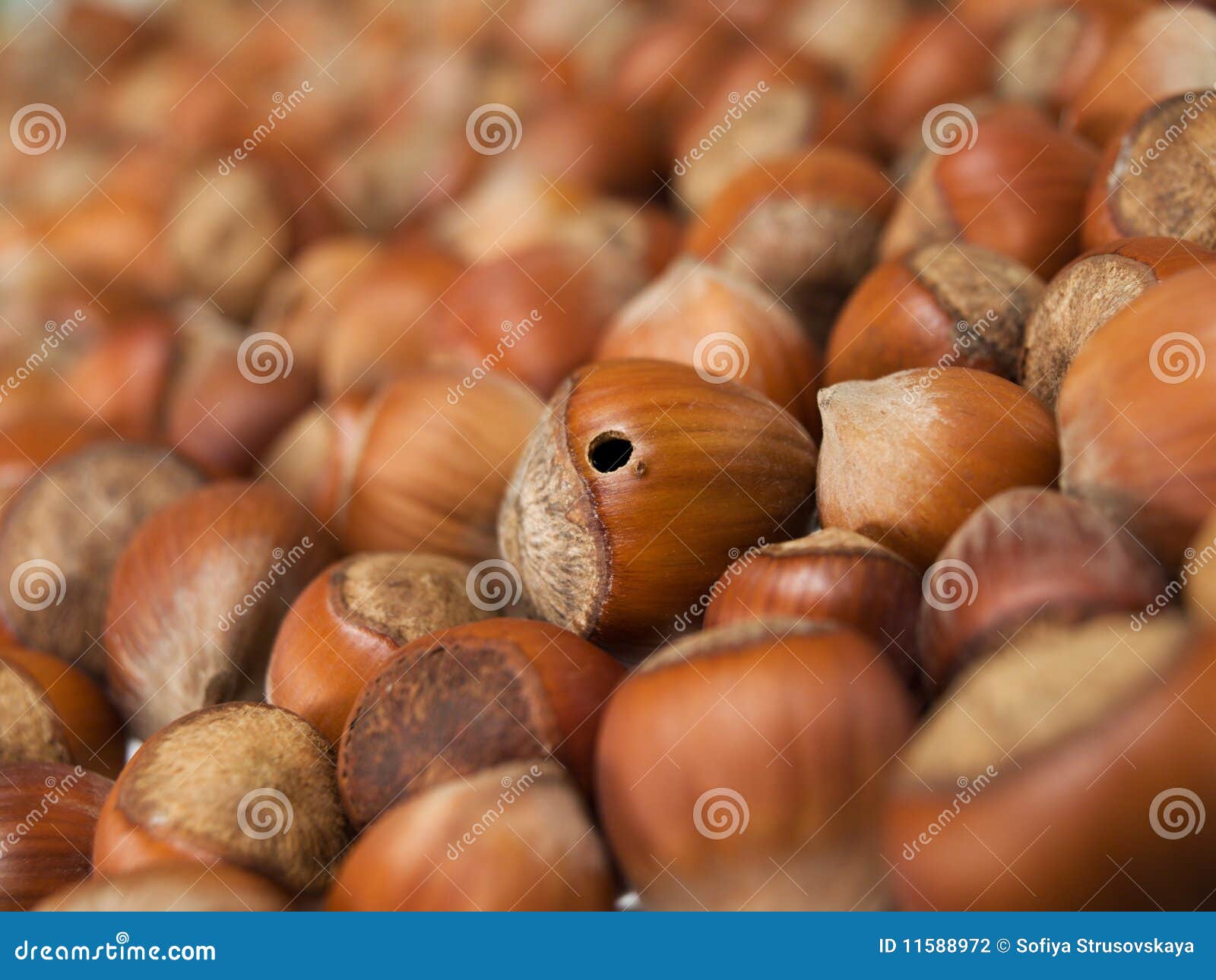 Brown nut stock photo. Image of eating, plant, hole, color - 11588972