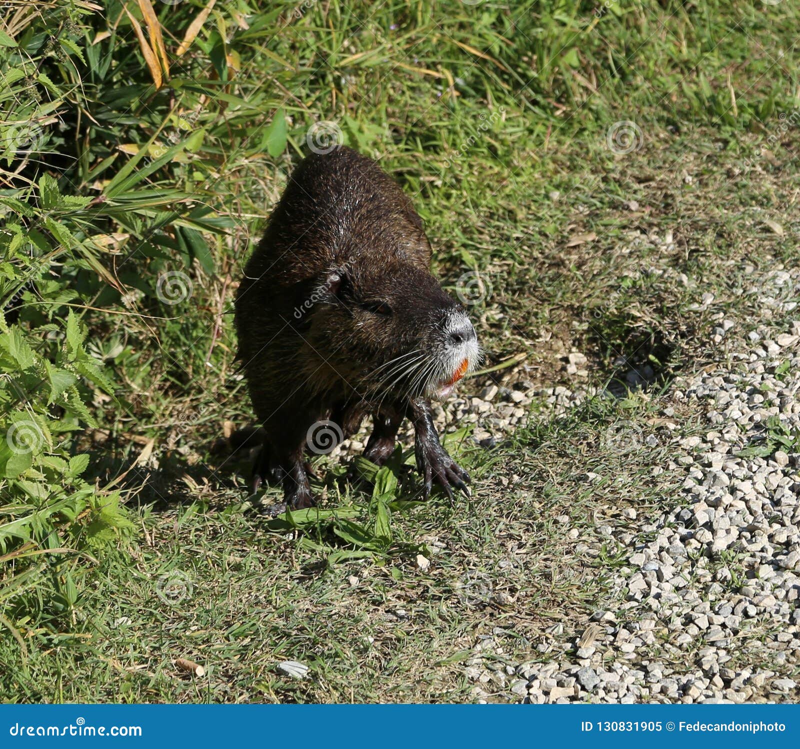 Brown Nutria with Teeth Out in a Park Stock Image - Image of ...