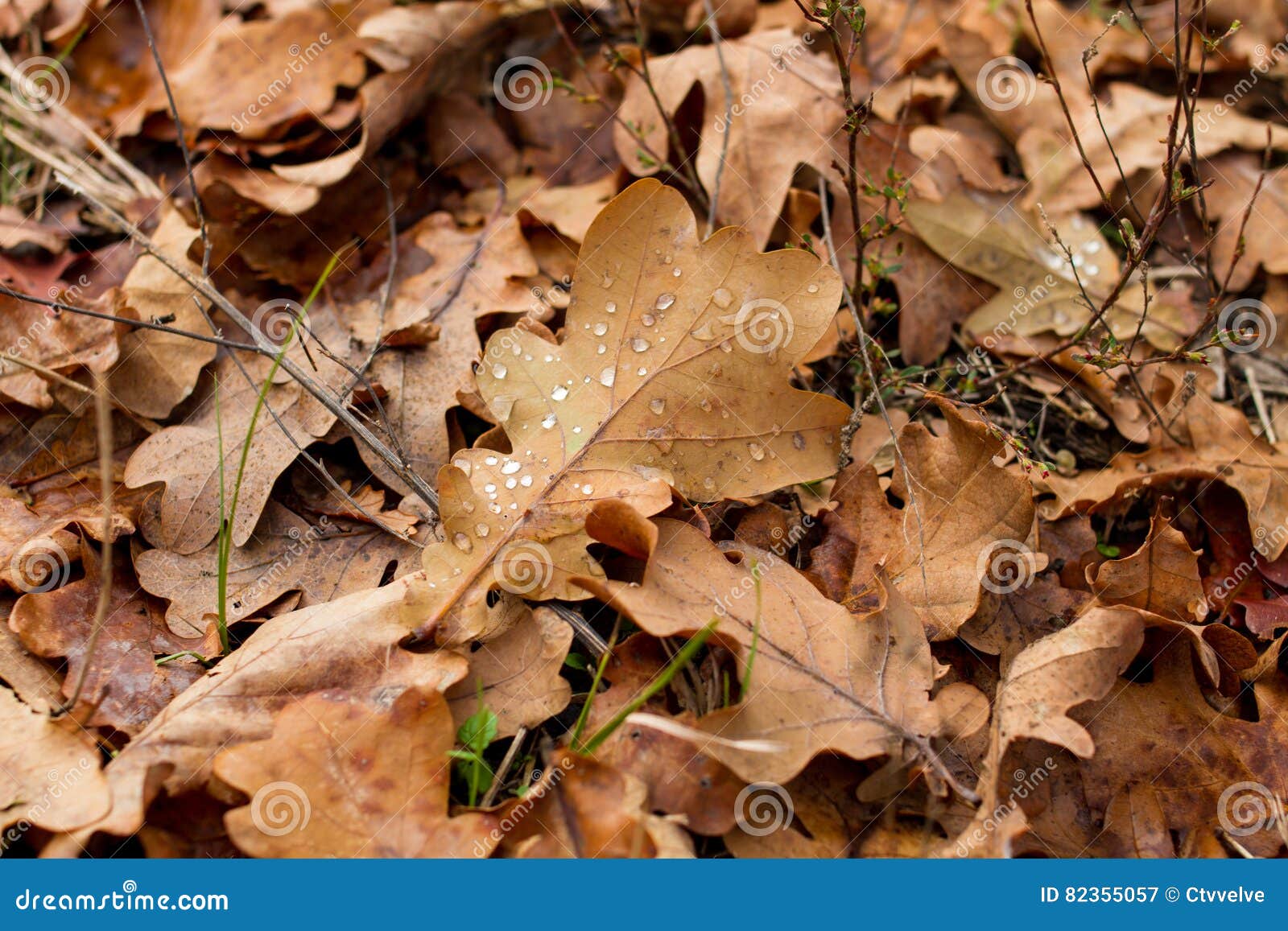 Brown oak leaves stock image. Image of fall, flora, muddy - 82355057