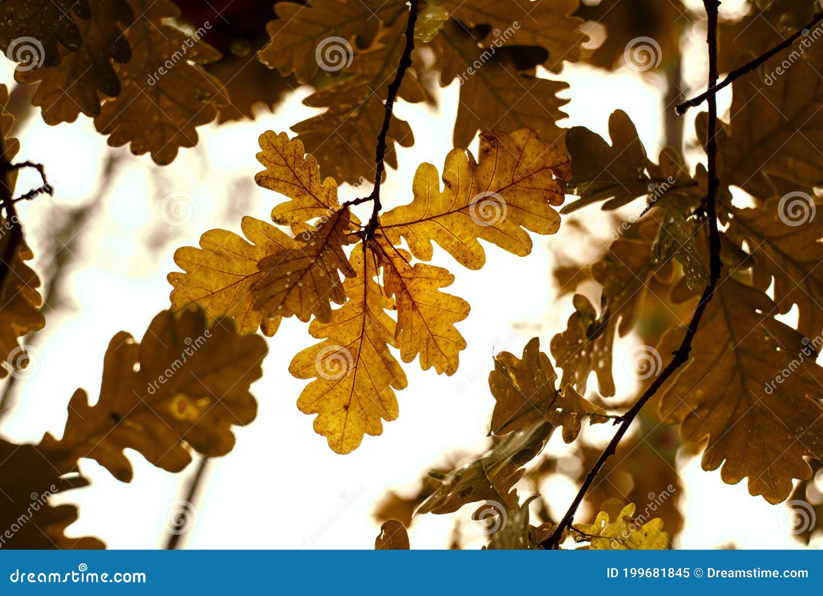 Brown Oak Leaves on Oak Tree in the Autumn Day Stock Image - Image of ...