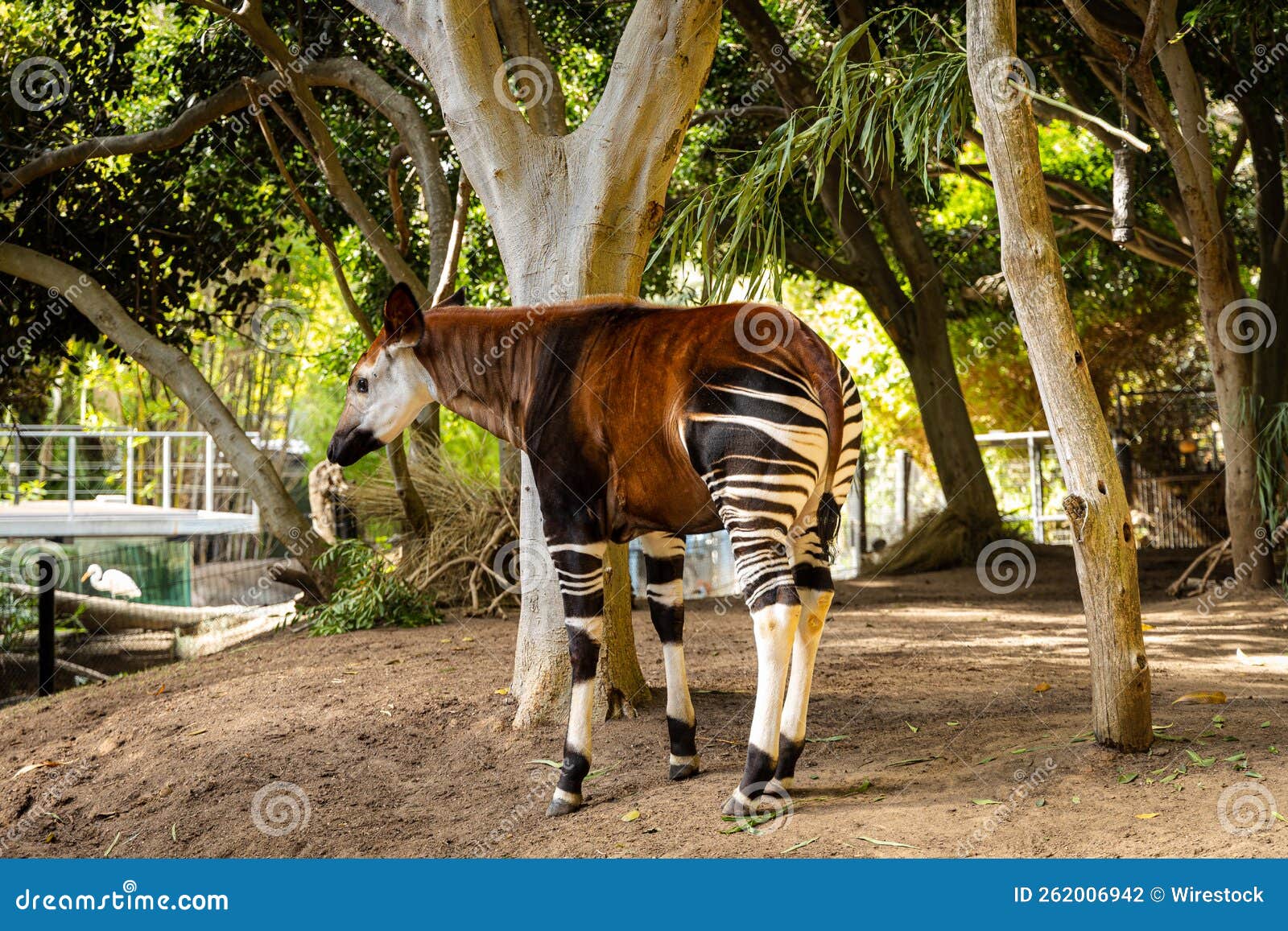 Brown Okapi Standing Under a Tree in the Zoo Stock Photo - Image of ...