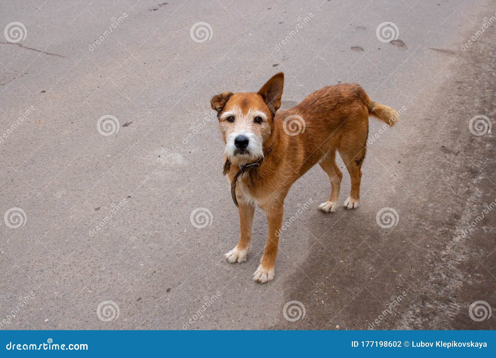 A Brown Old Sad Dog Walks Alone in the Street Stock Photo - Image of ...