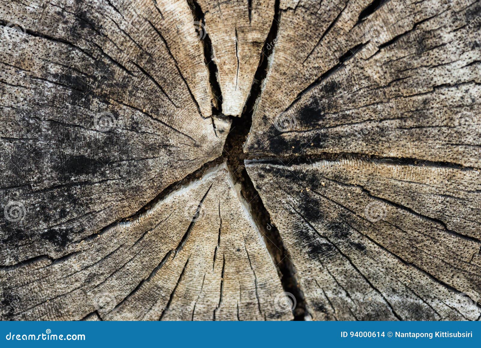 Brown Old Tree Cross Section Cut Texture Stock Photo - Image of growth ...