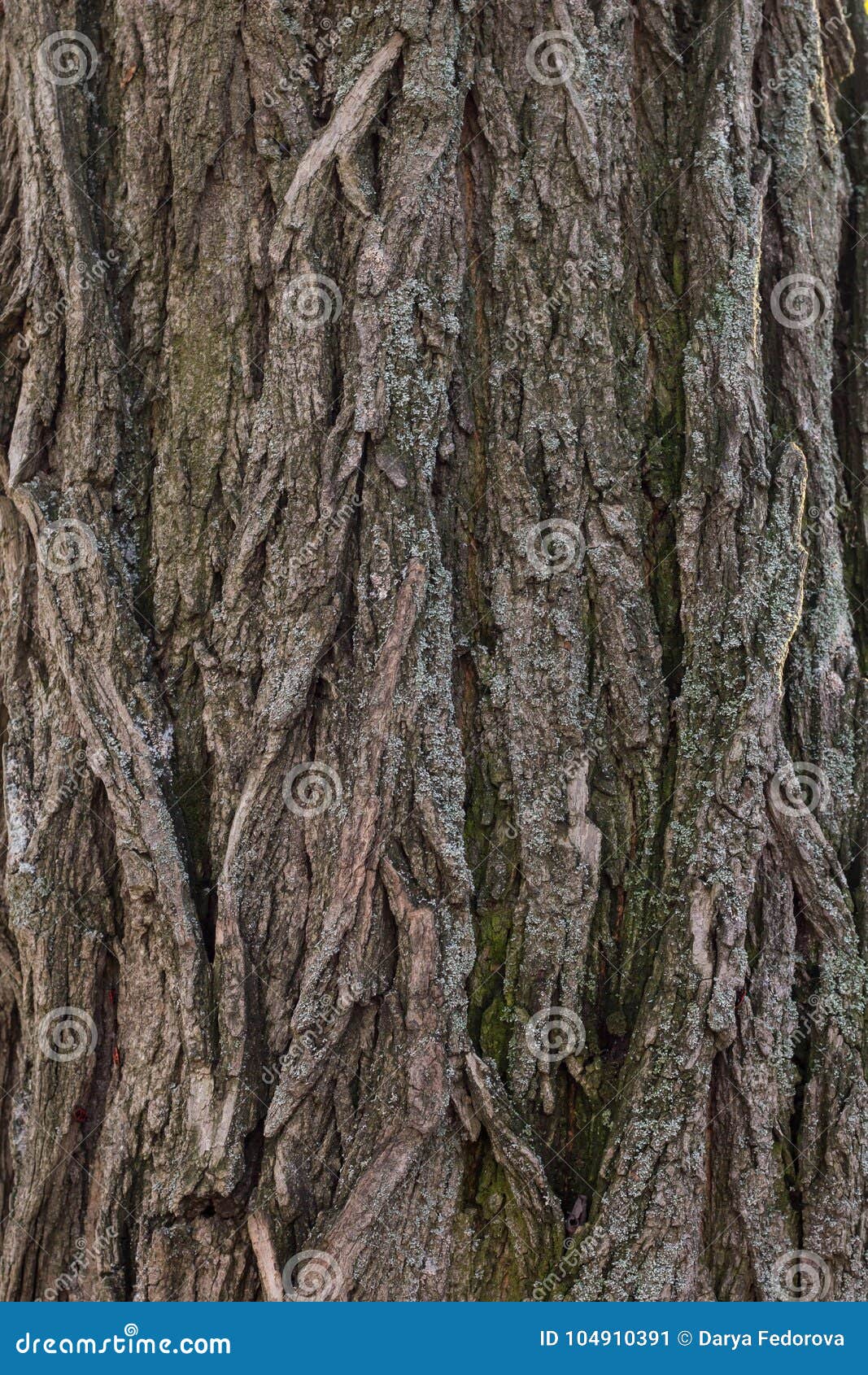 Brown Old Wood Tree Texture Background Pattern Stock Image - Image of ...