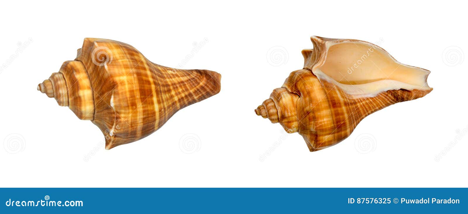 Brown and Orange Sea Shells Isolated on White Stock Image - Image of ...