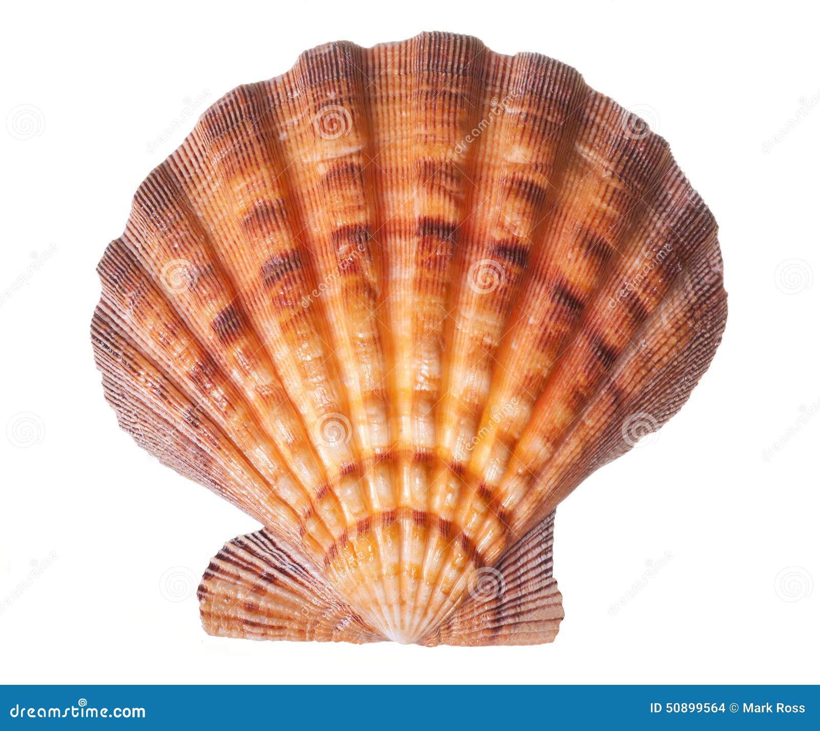 Brown and Orange Seashell stock photo. Image of brown - 50899564