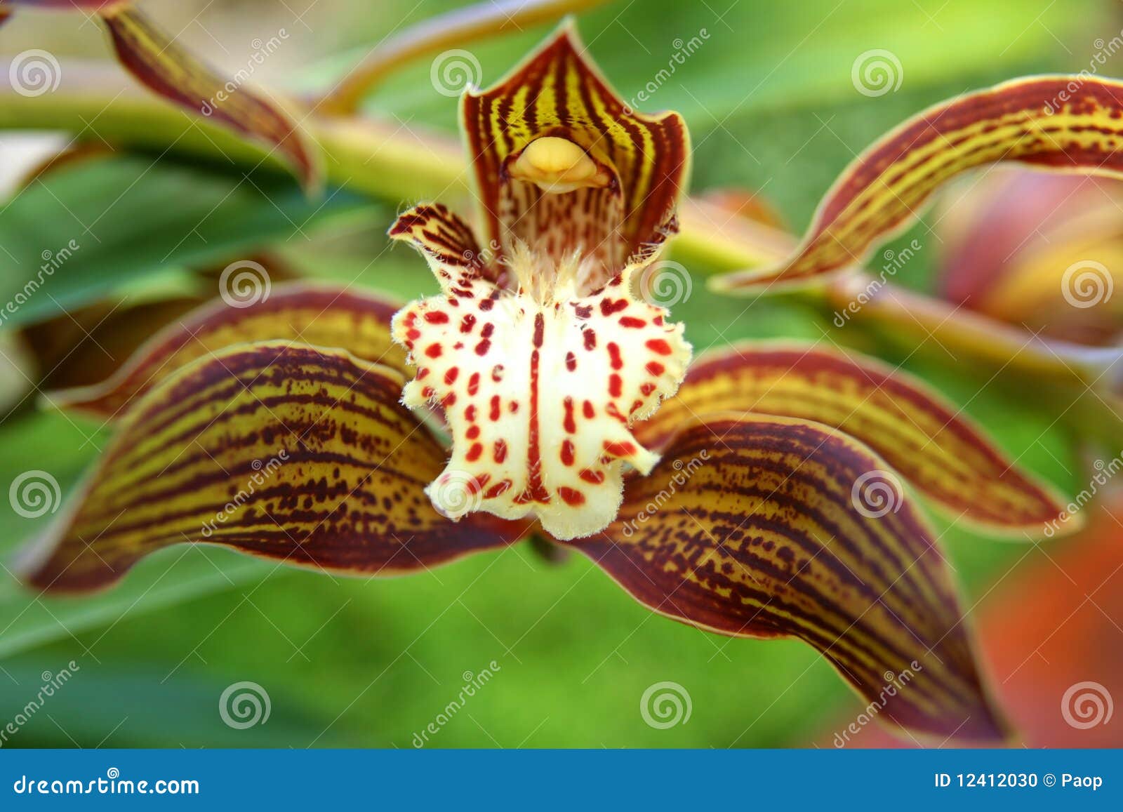 Brown Orchid stock photo. Image of garden, botany, leaves - 12412030