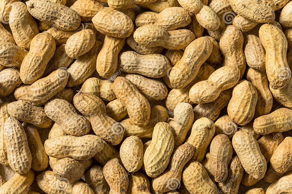 Brown Organic Raw Peanuts stock image. Image of nature - 318242071