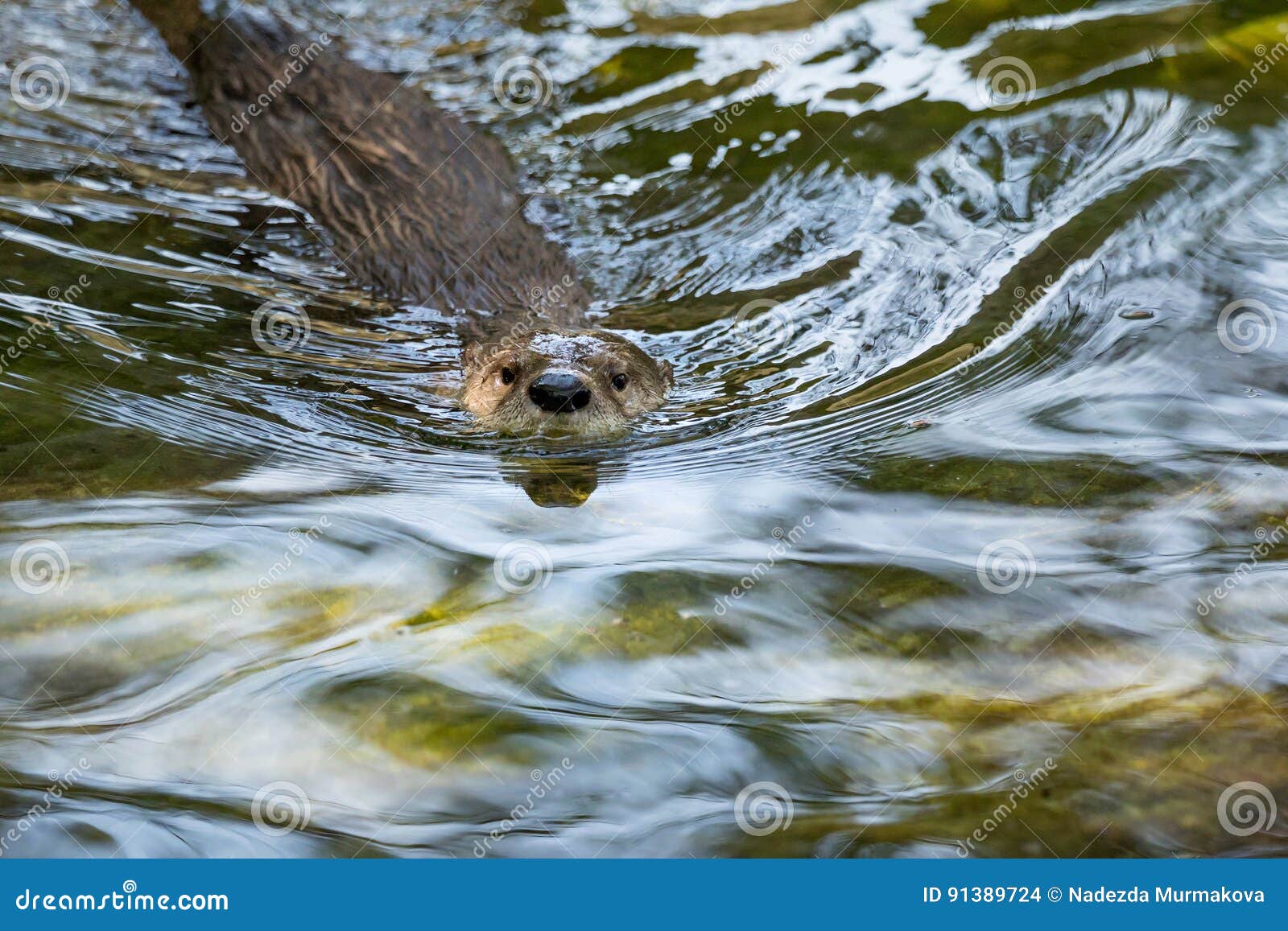 Brown Otter Looking Away from the Camera Stock Photo - Image of ...
