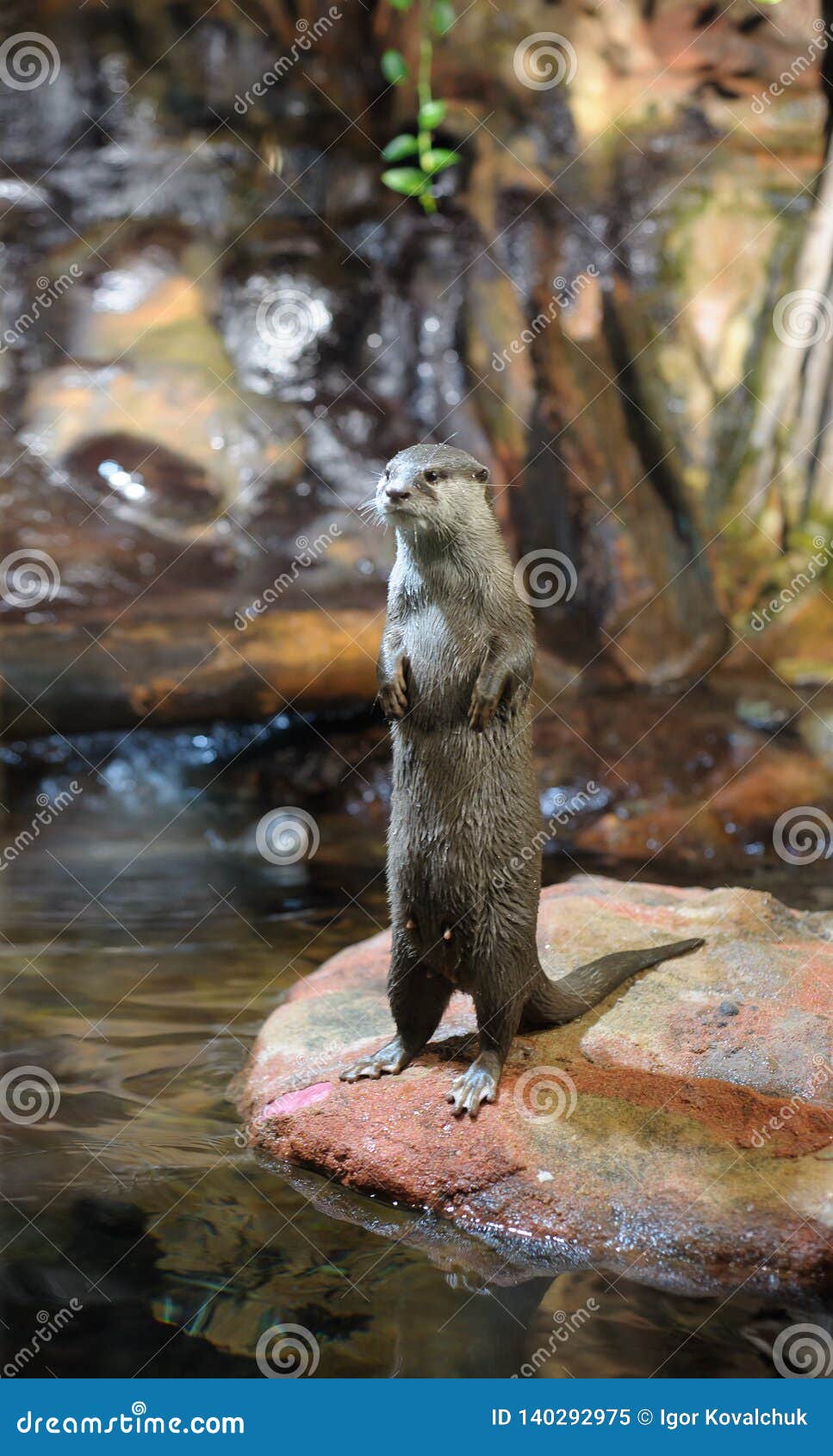 Brown otter standing stock image. Image of asian, nature - 140292975