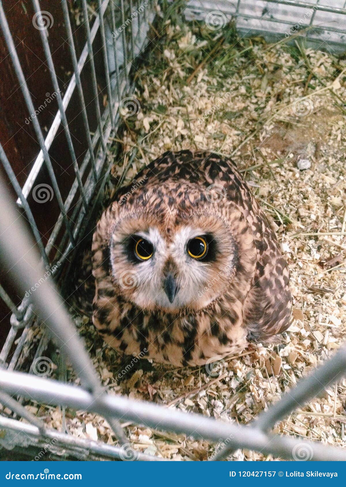 Brown Owl Sitting in a Cage Stock Image - Image of cage, brown: 120427157