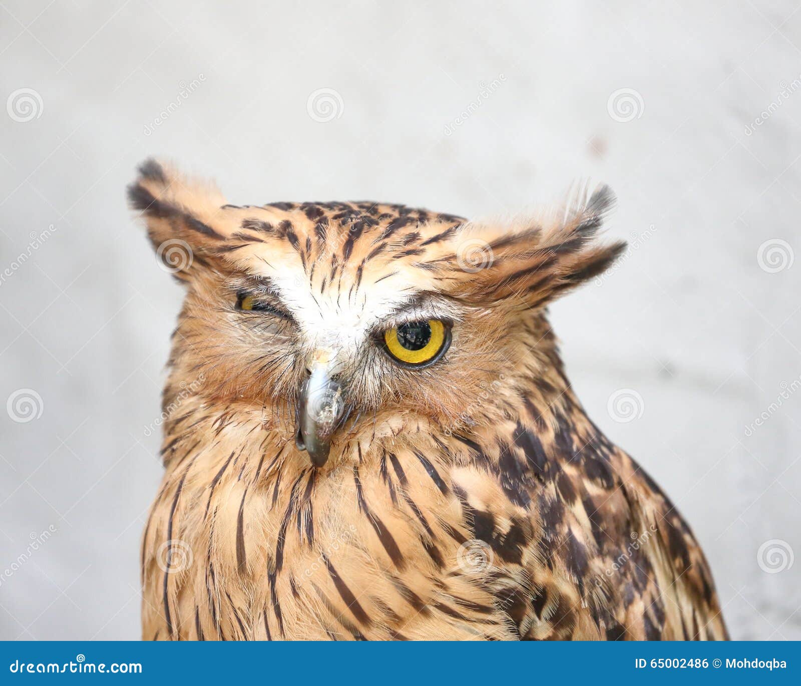 Brown owl bird stock photo. Image of hunter, white, wildlife - 65002486