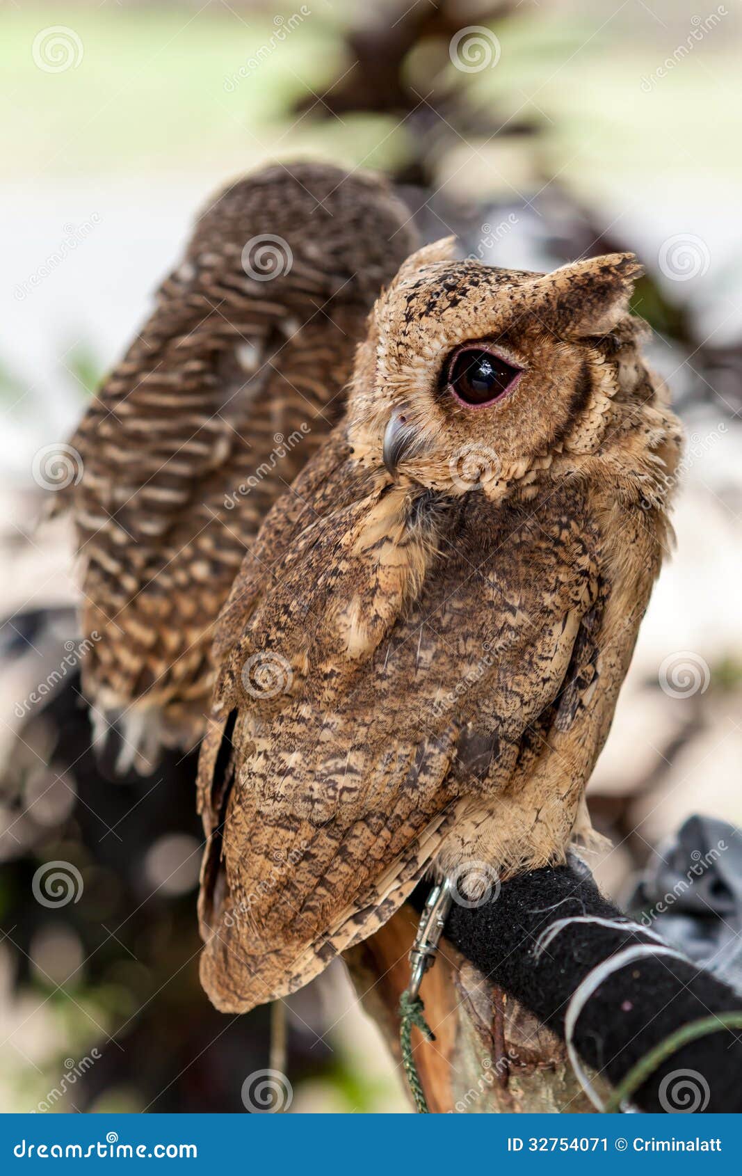 Brown owl perching stock image. Image of wildlife, close - 32754071