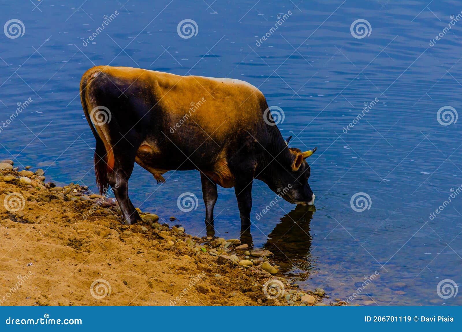 A Cattle Drinking River Water Stock Image - Image of grains, blue ...
