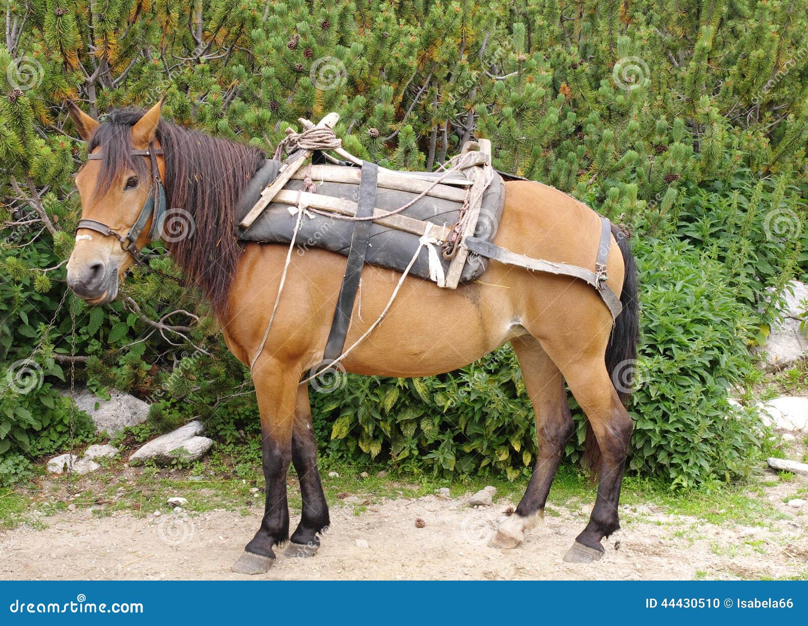 Brown Pack Horse with Sandle in Mountain Stock Photo - Image of ...
