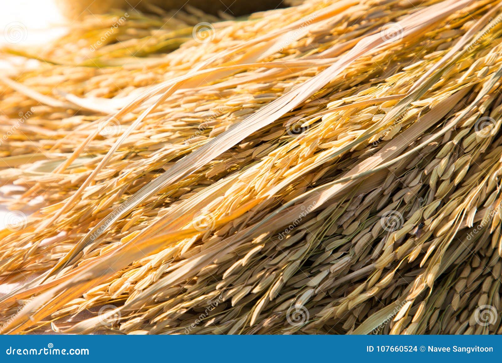 Brown Paddy Jasmine Rice Background Stock Photo - Image of grain ...