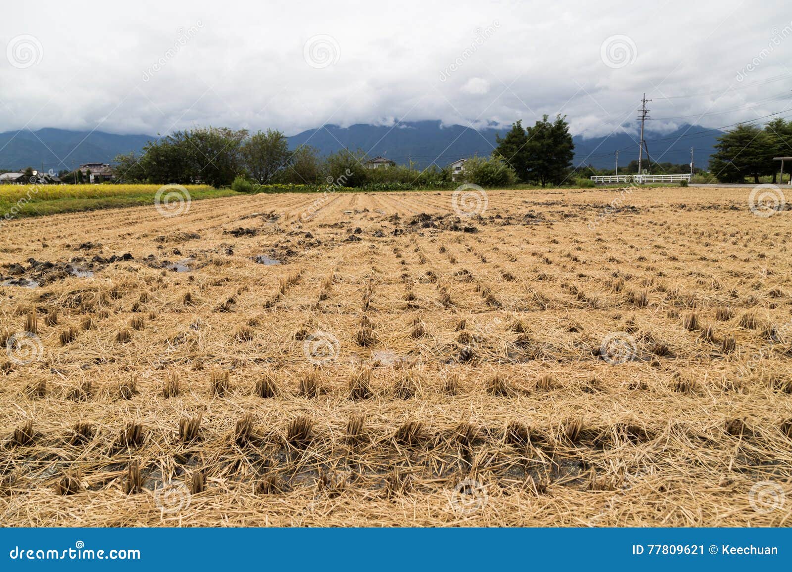 Brown Paddy Rice Field after Harvest Stock Image - Image of cultivate ...