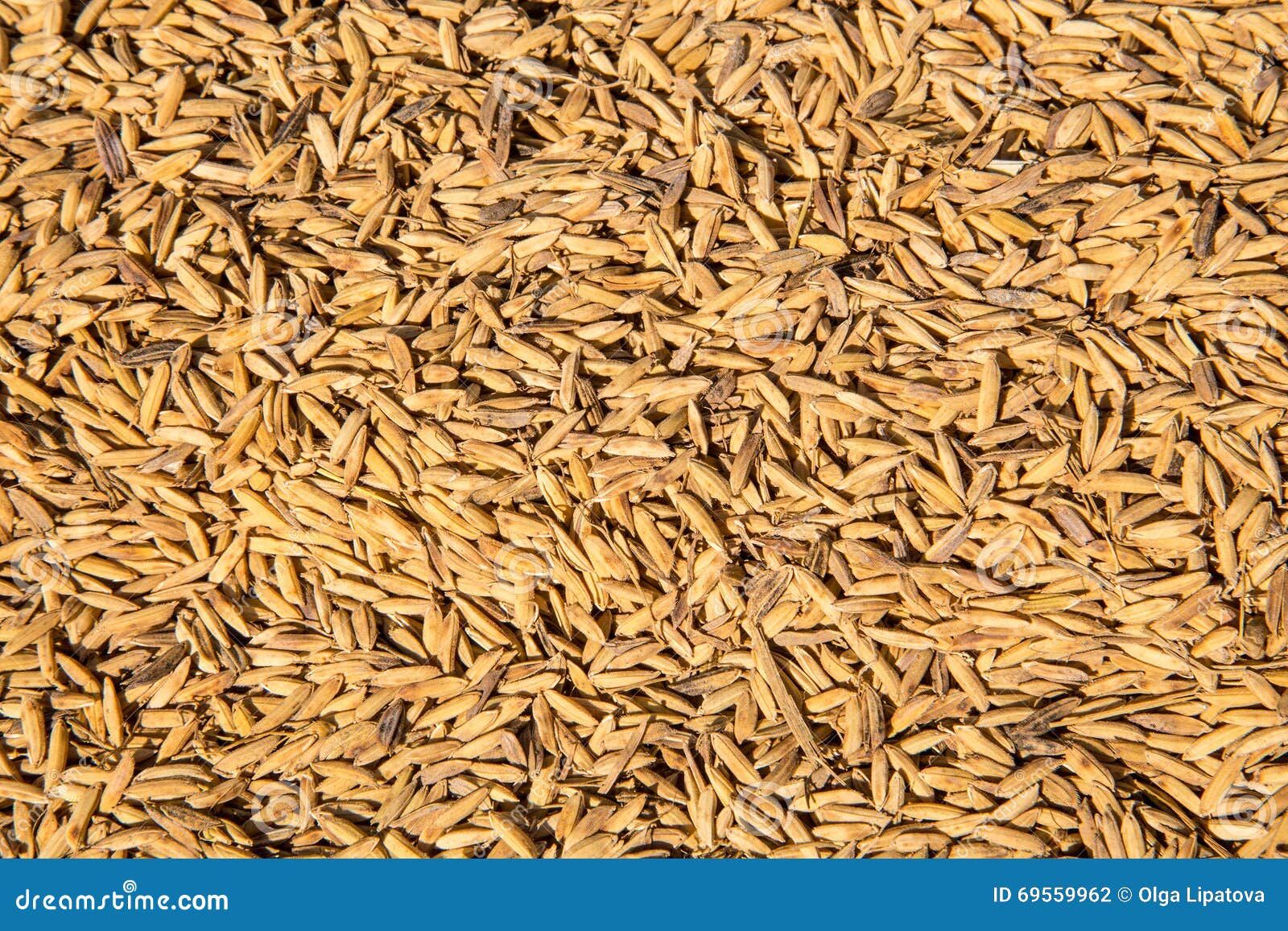 Brown paddy rice stock photo. Image of nutritious, kernels - 69559962
